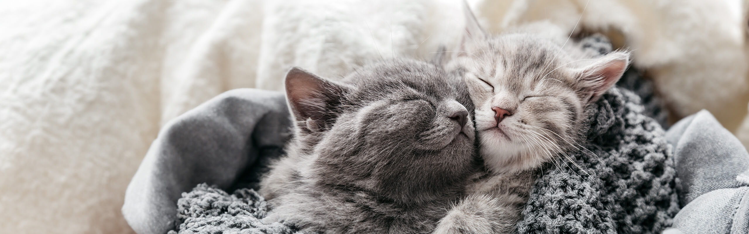 Waarom slapen katten zo veel? | Cat’s Best