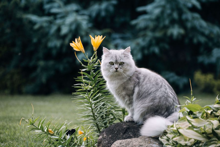 Brits Langhaar | Cat’s Best