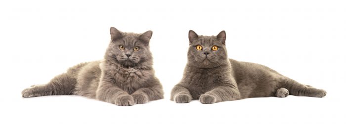 Brits Langhaar | Cat’s Best