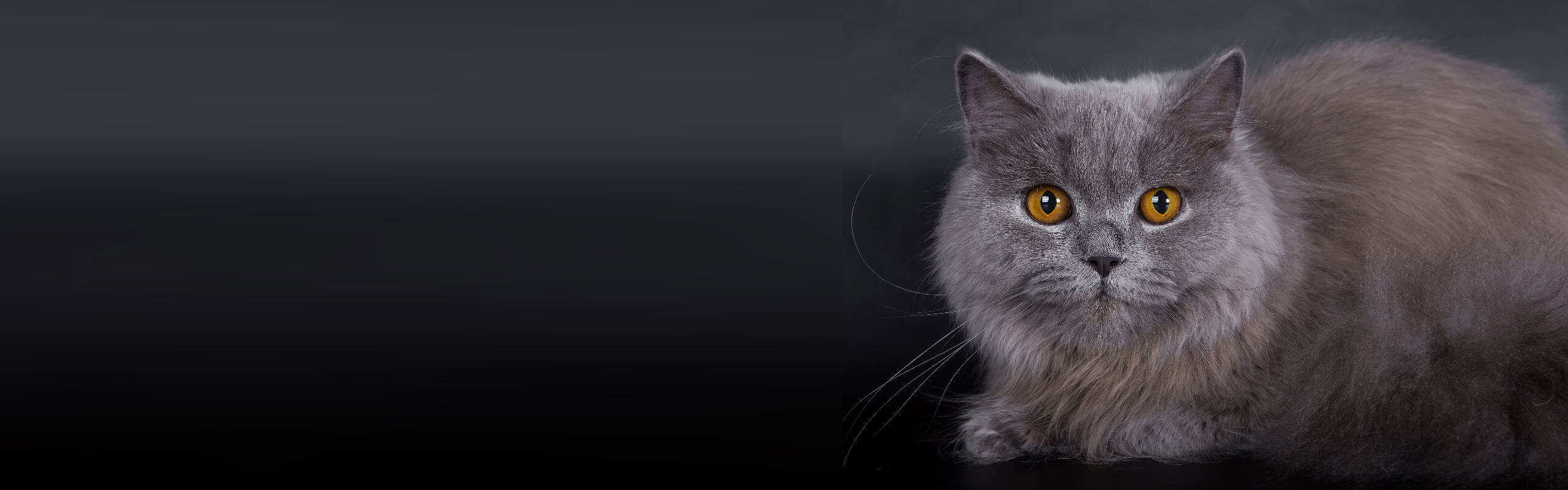 Brits Langhaar | Cat’s Best