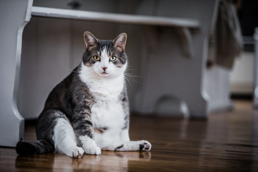 Dikke katten: voeding en afvallen | Cat’s Best