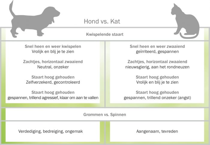 Kattentaal begrijpen - hoe je het gedrag van je kat interpreteert | Cat ...
