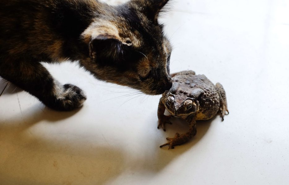 Mijn kat kwijlt: wat is de oorzaak? | Cat’s Best