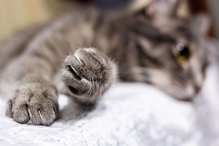 Kattenpoten verzorgen: zo doe je dat | Cat’s Best