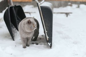 Kattenpoten verzorgen: zo doe je dat | Cat’s Best