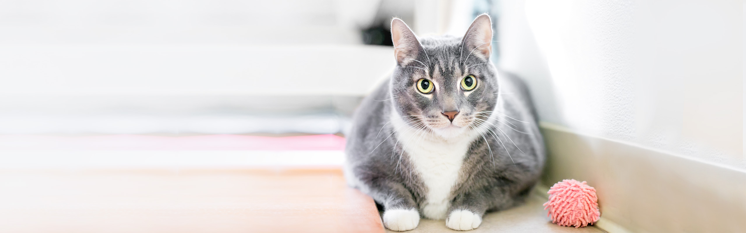 Dikke katten: voeding en afvallen | Cat’s Best