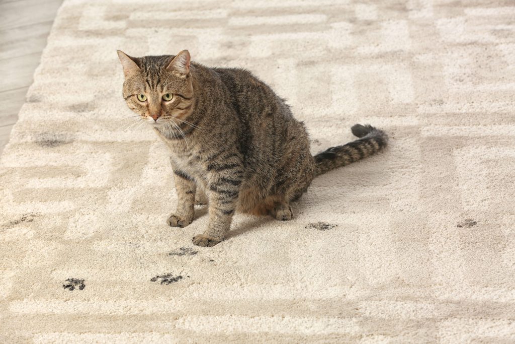 Kattenpoten verzorgen: zo doe je dat | Cat’s Best