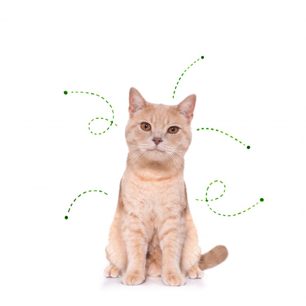 Kattenvlooien opsporen, behandelen en voorkomen | Cat’s Best