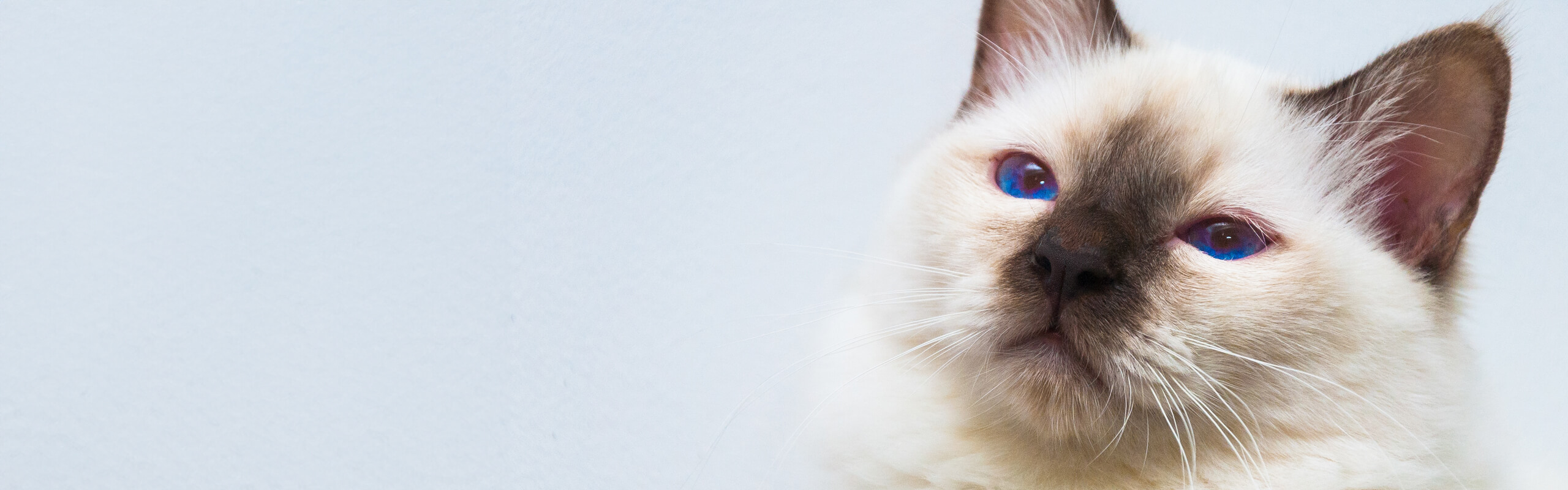Heilige Birmaan | Cat’s Best