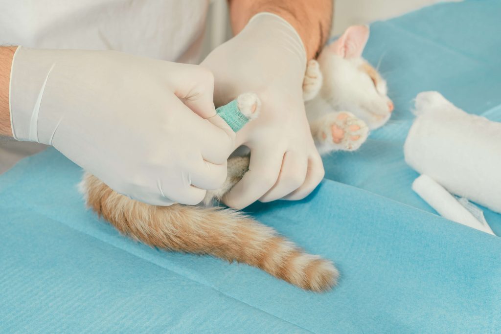 Kattenpoten verzorgen: zo doe je dat | Cat’s Best