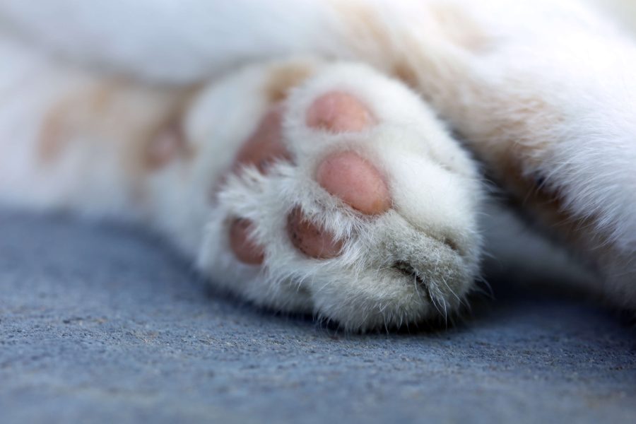 Kattenpoten verzorgen: zo doe je dat | Cat’s Best