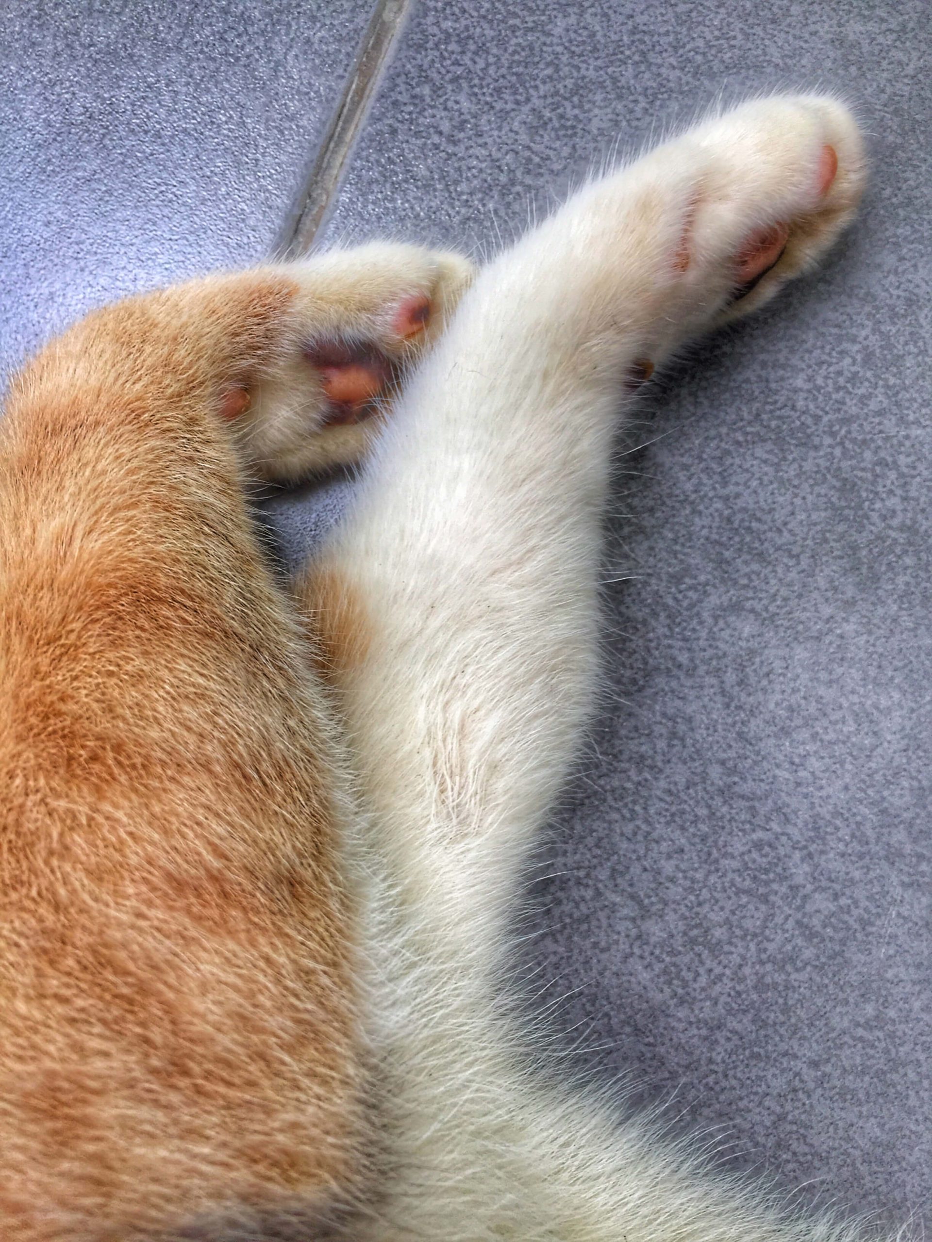 De snorharen van de kat | Cat’s Best
