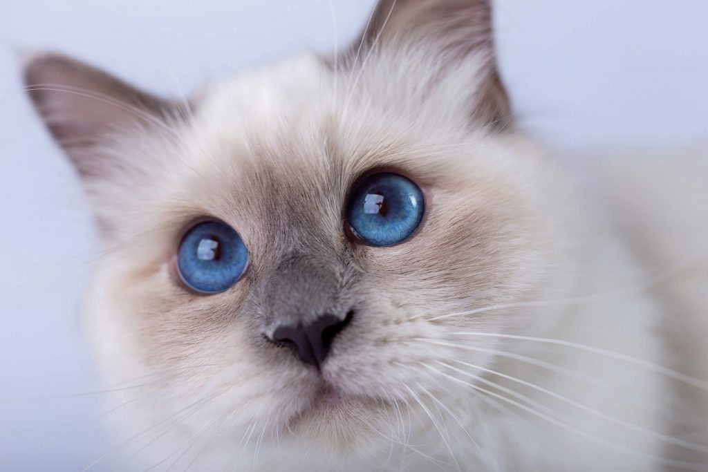 Heilige Birmaan | Cat’s Best