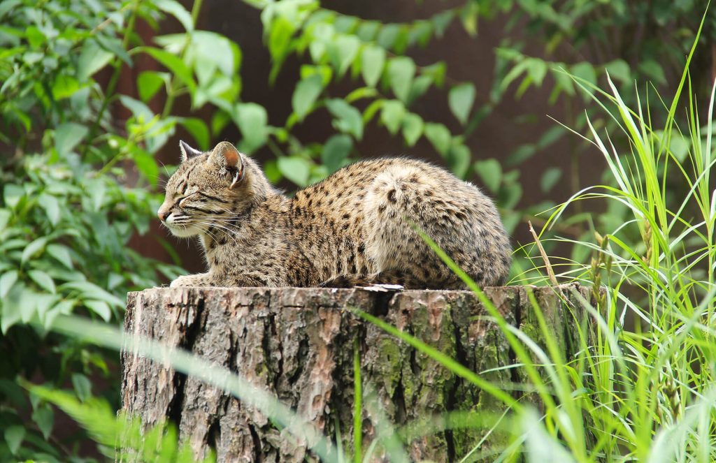 Speciale katten – de duurste kat ter wereld | Cat’s Best