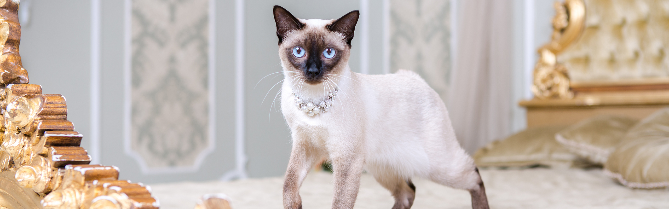 Speciale katten – de duurste kat ter wereld | Cat’s Best