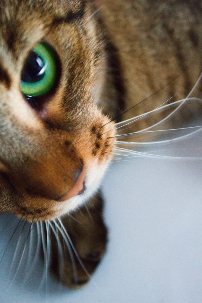 De snorharen van de kat | Cat’s Best