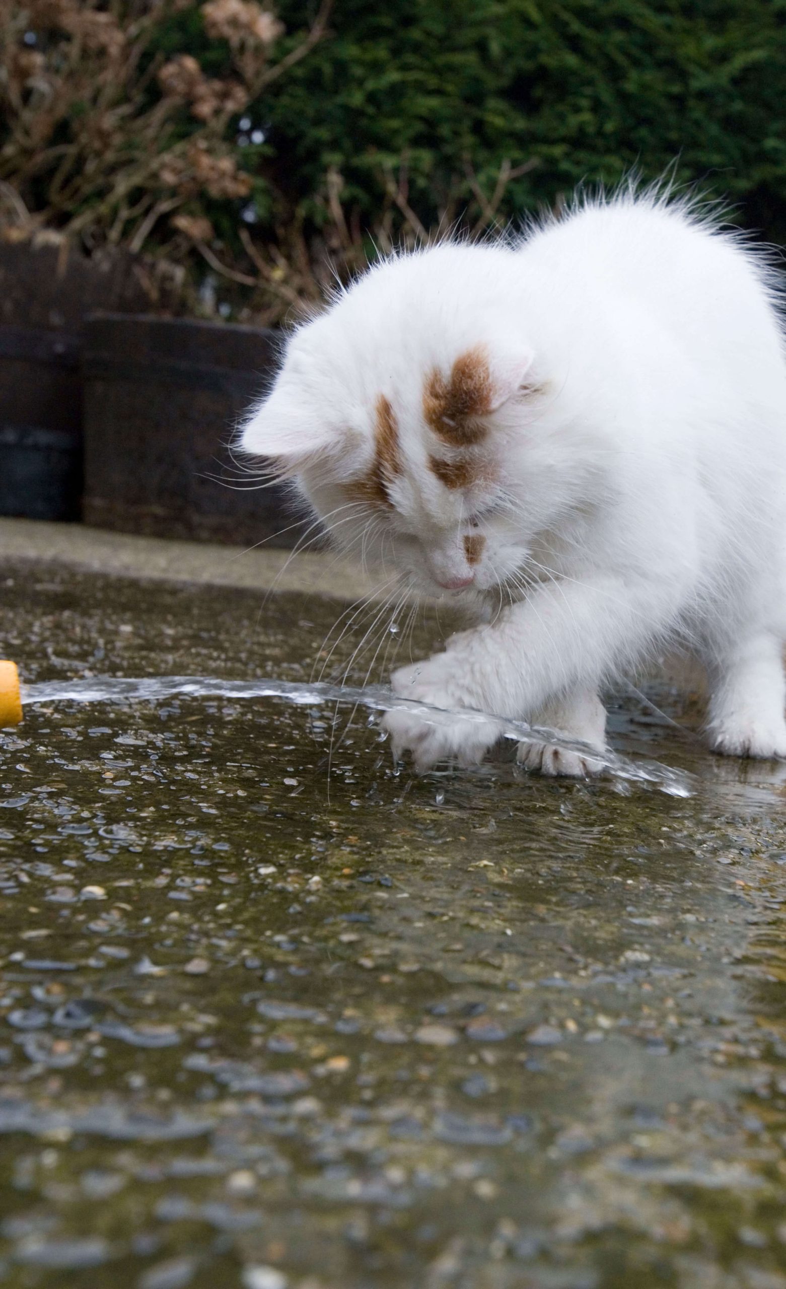 Turkse Van | Cat’s Best