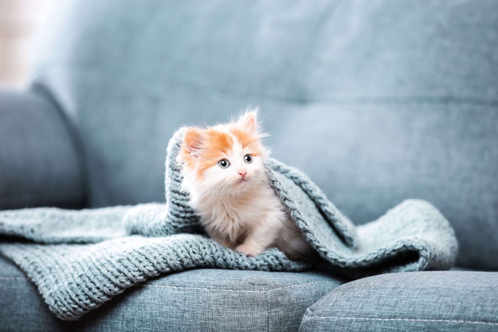 Turkse Van | Cat’s Best
