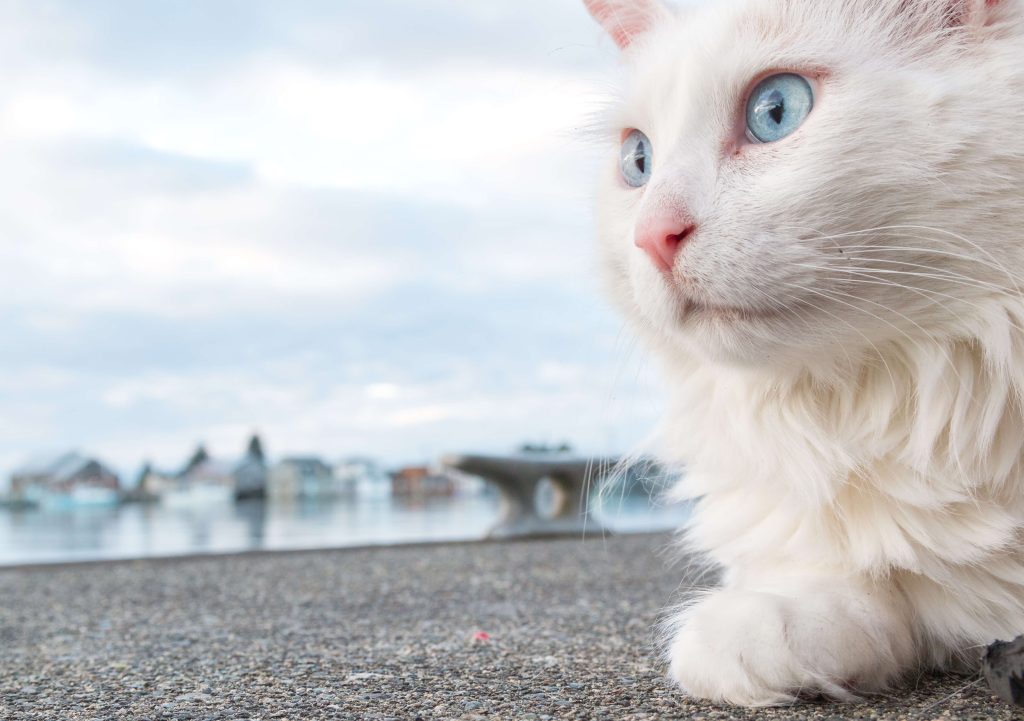 Turkse Van | Cat’s Best