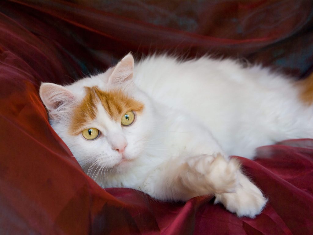 Turkse Van | Cat’s Best