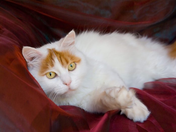 Turkse Van | Cat’s Best