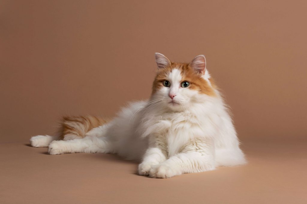 Turkse Van | Cat’s Best