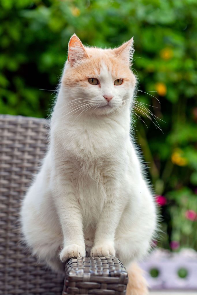 Turkse Van | Cat’s Best