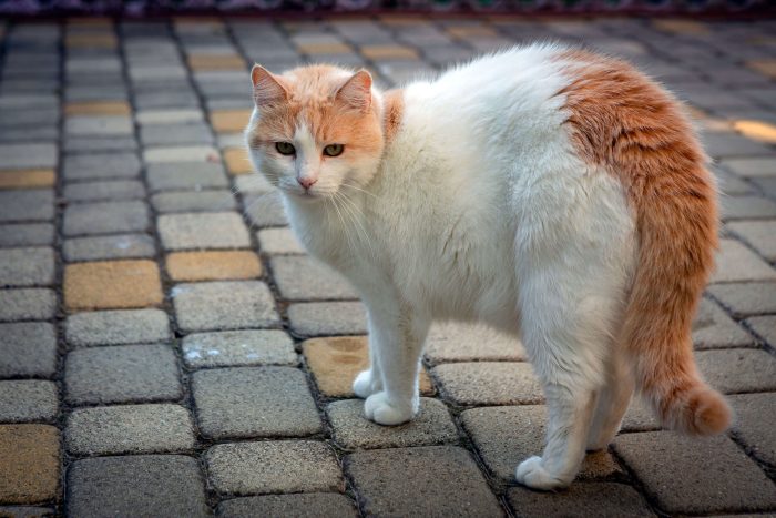 Turkse Van | Cat’s Best
