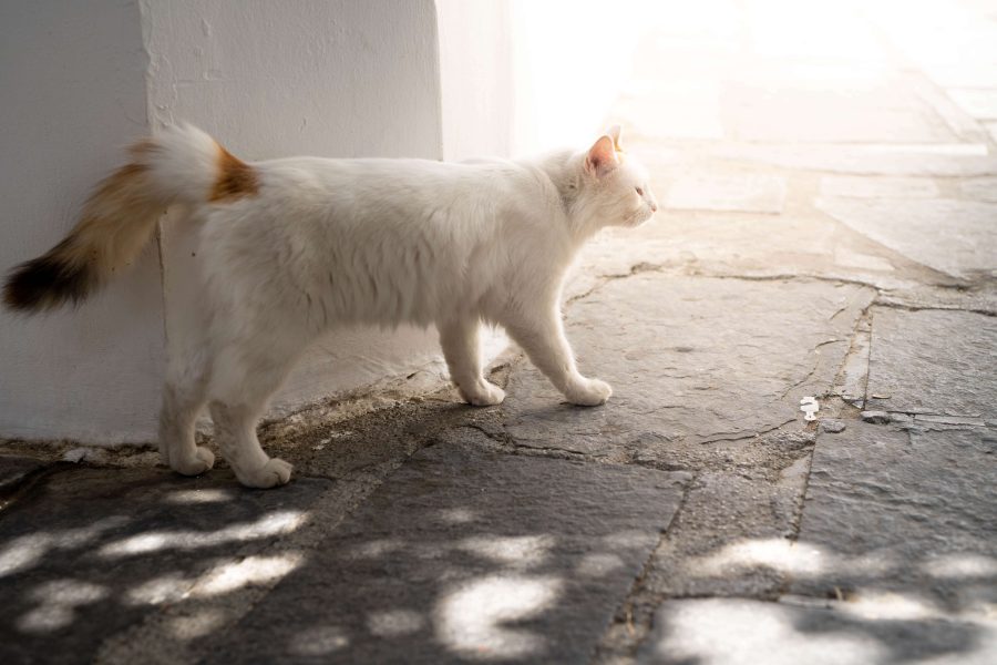 Turkse Van | Cat’s Best