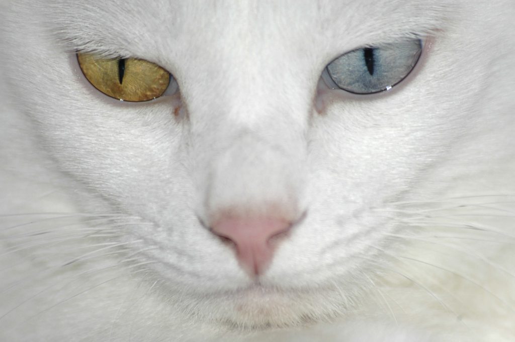 Turkse Van | Cat’s Best