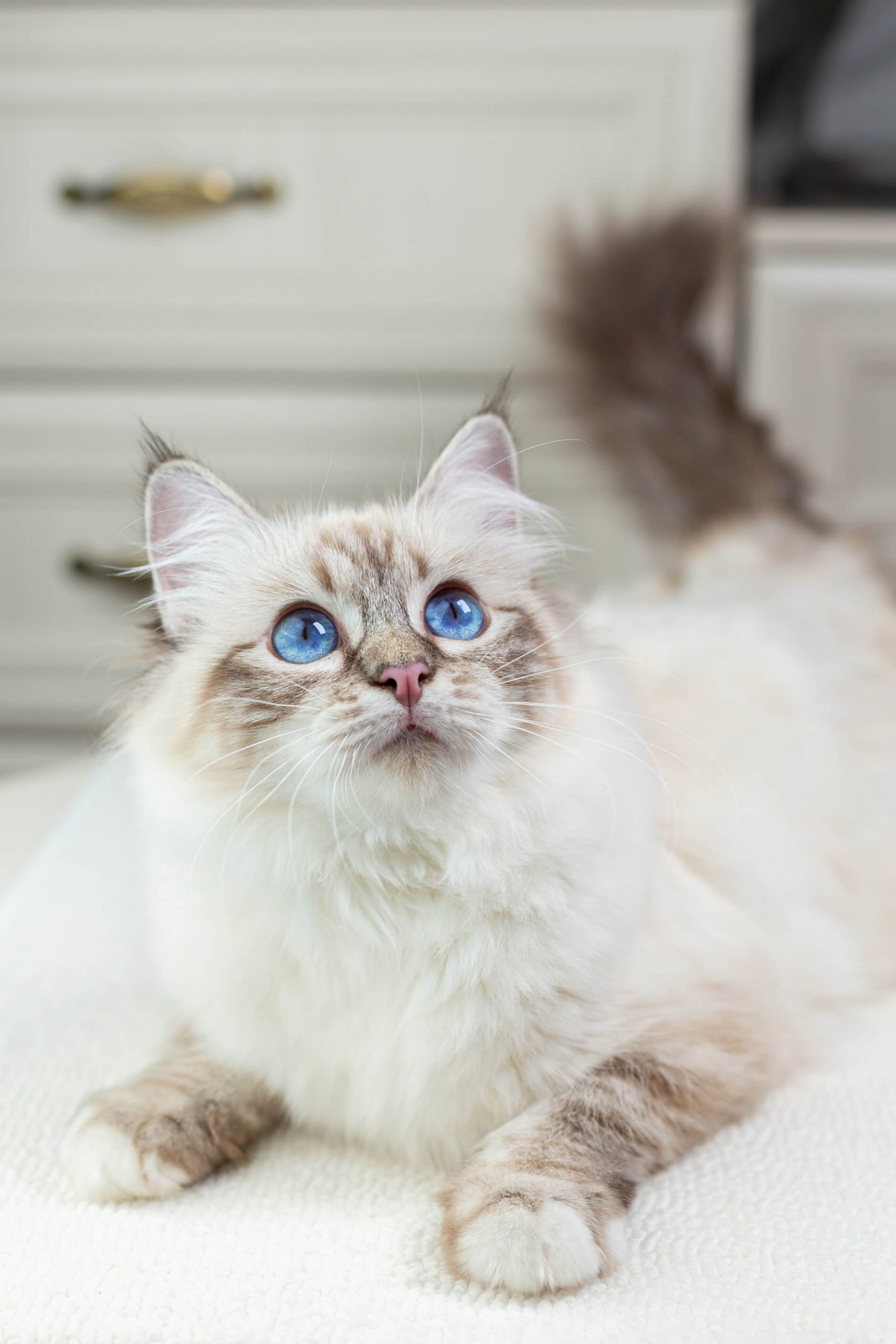 Heilige Birmaan | Cat’s Best