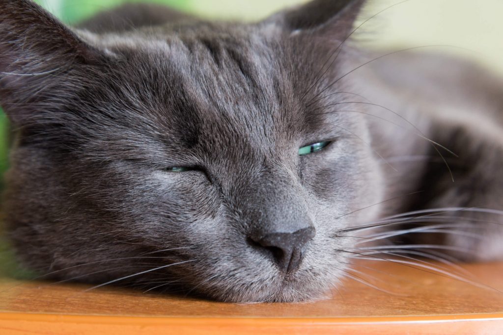 Waar katten slapen en in welke positie? - Begrijpen hoe katten slapen ...
