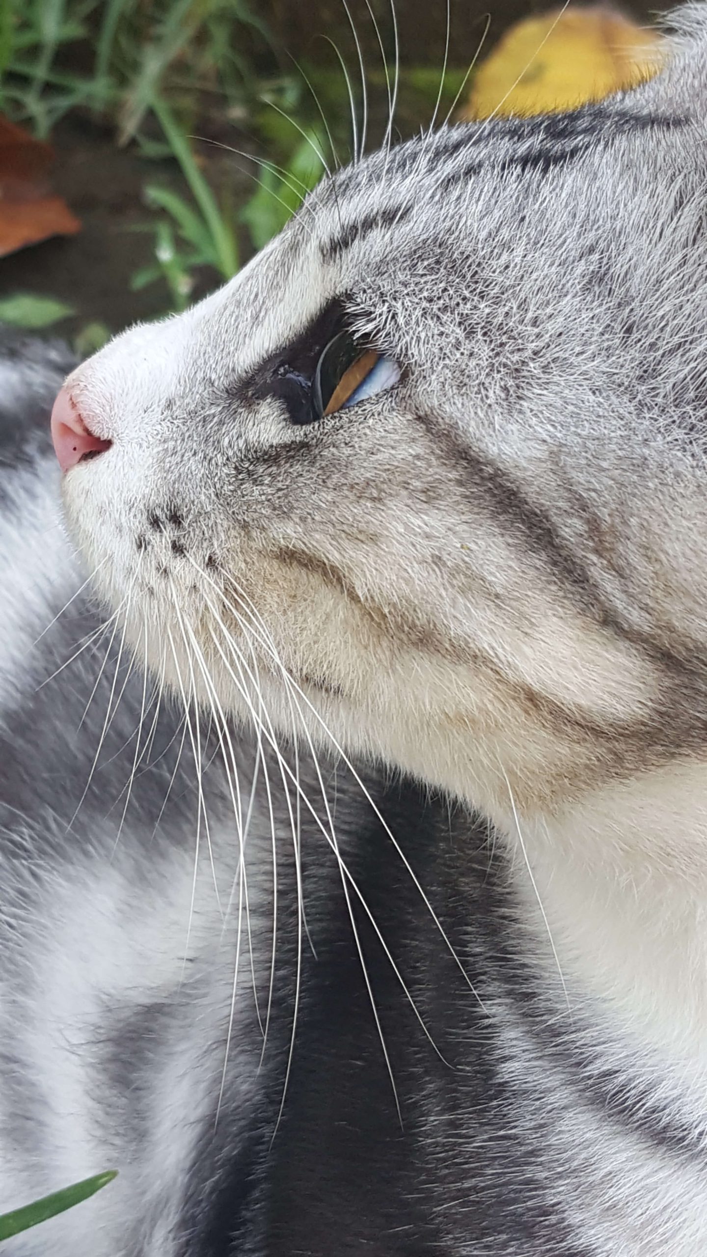 De snorharen van de kat | Cat’s Best