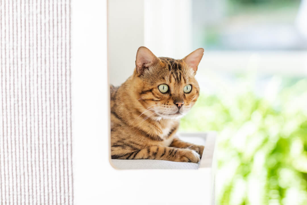 Alles over kattenmeubels: wat heeft mijn kat nodig? | Cat’s Best