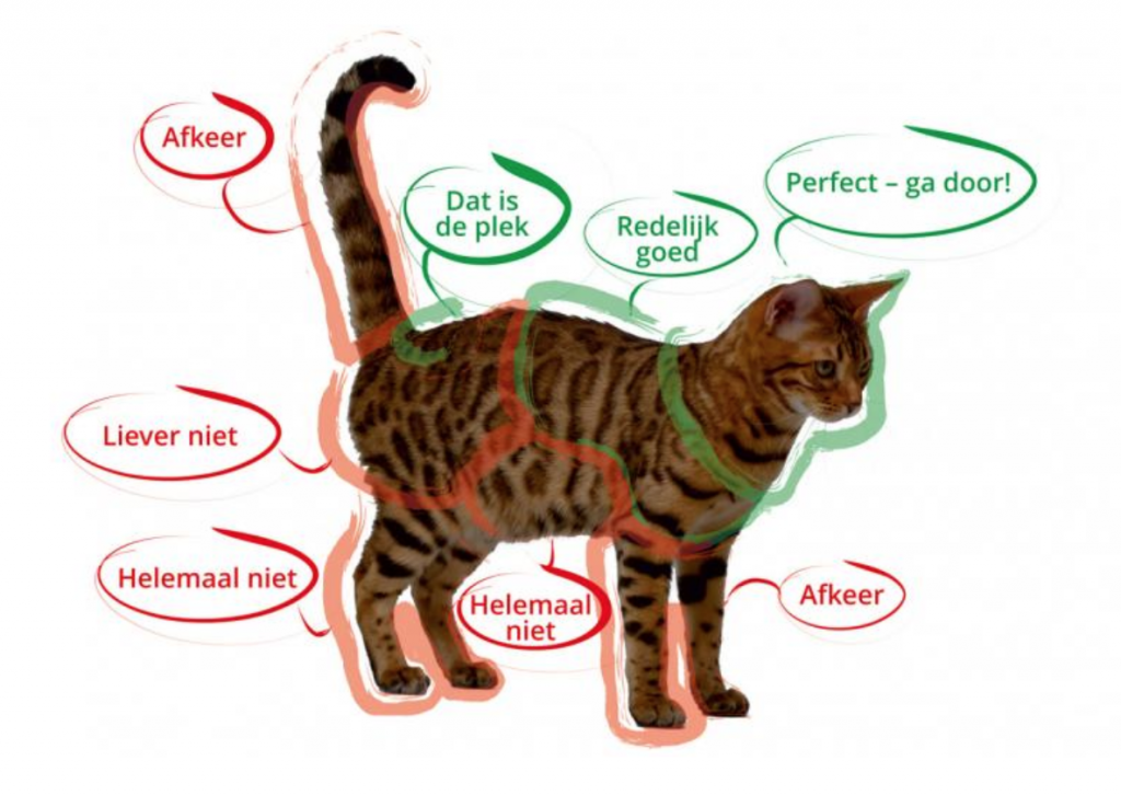 Hoe ziet een kattenvriendelijk huis eruit? | Cat’s Best