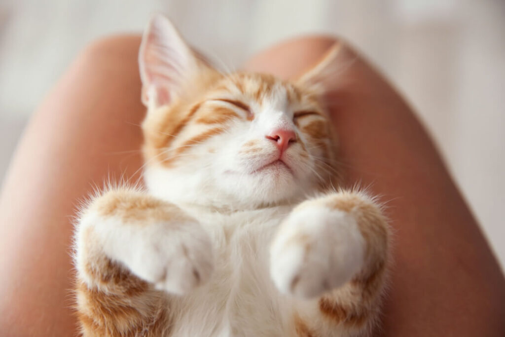 Kattentaal begrijpen - hoe je het gedrag van je kat interpreteert | Cat ...
