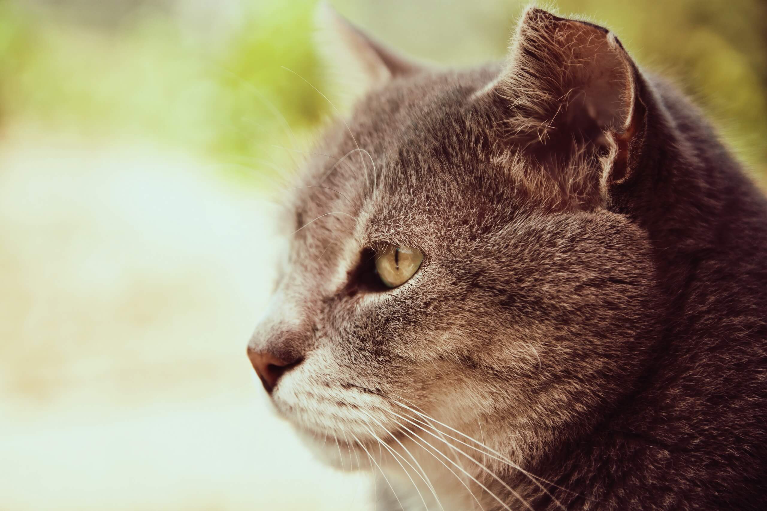 Oudere katten: wanneer een kat oud wordt | Cat’s Best