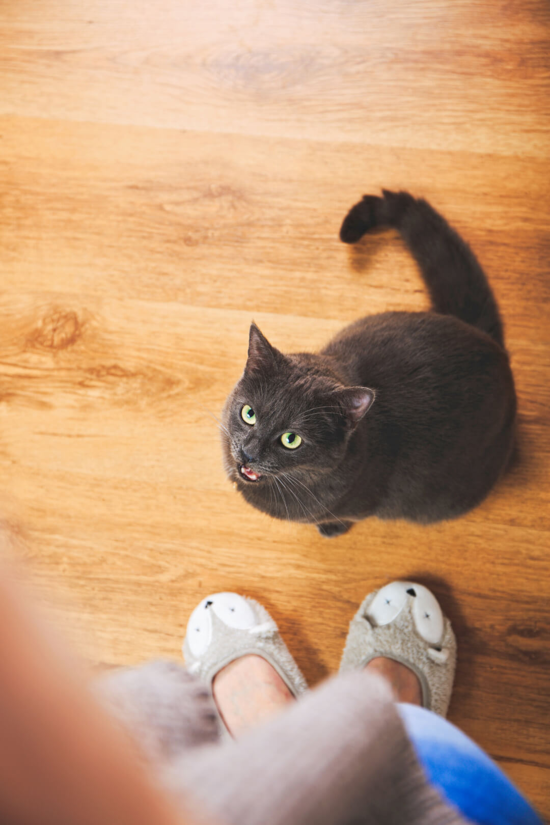 Kattentaal begrijpen - hoe je het gedrag van je kat interpreteert | Cat ...