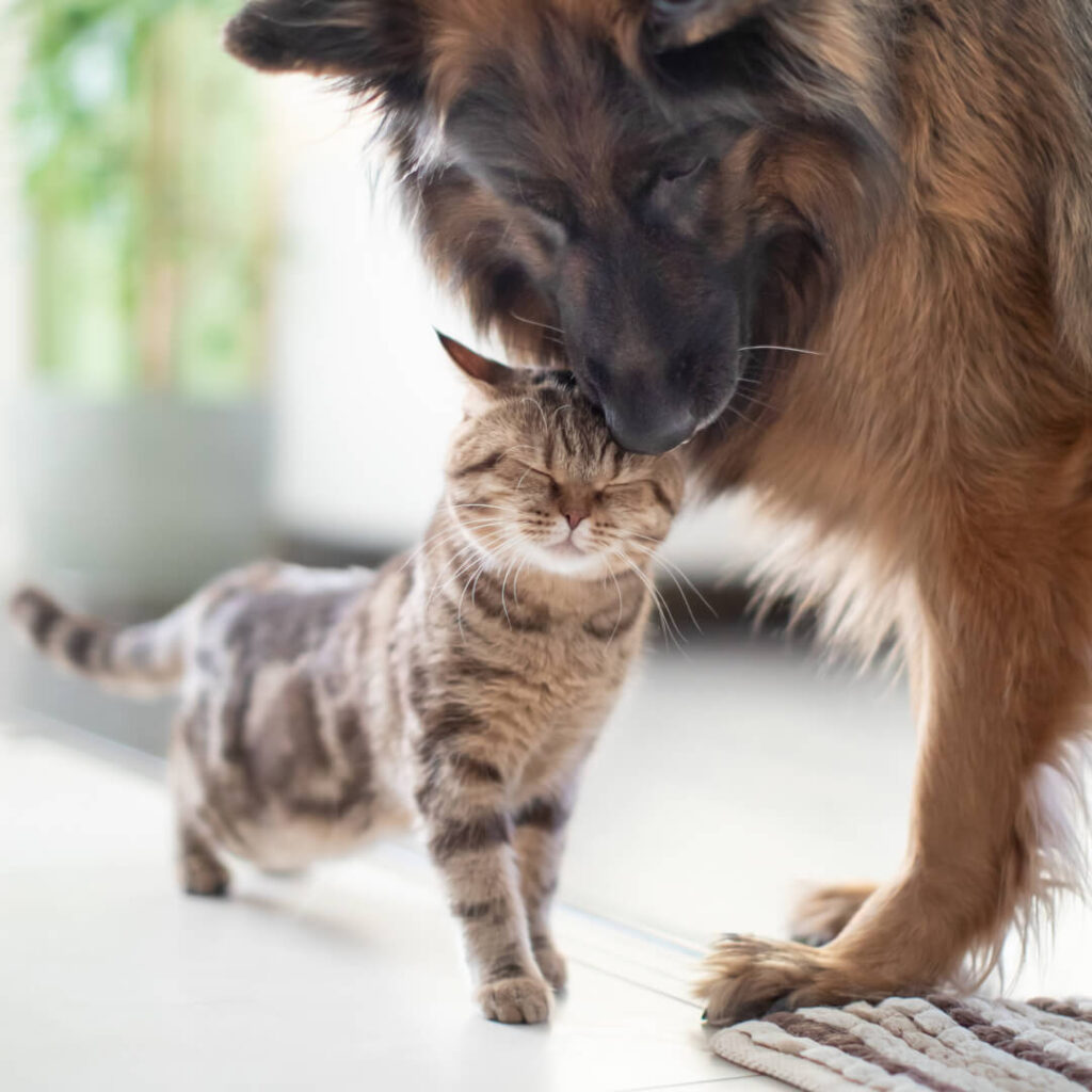 Kattentaal begrijpen - hoe je het gedrag van je kat interpreteert | Cat ...