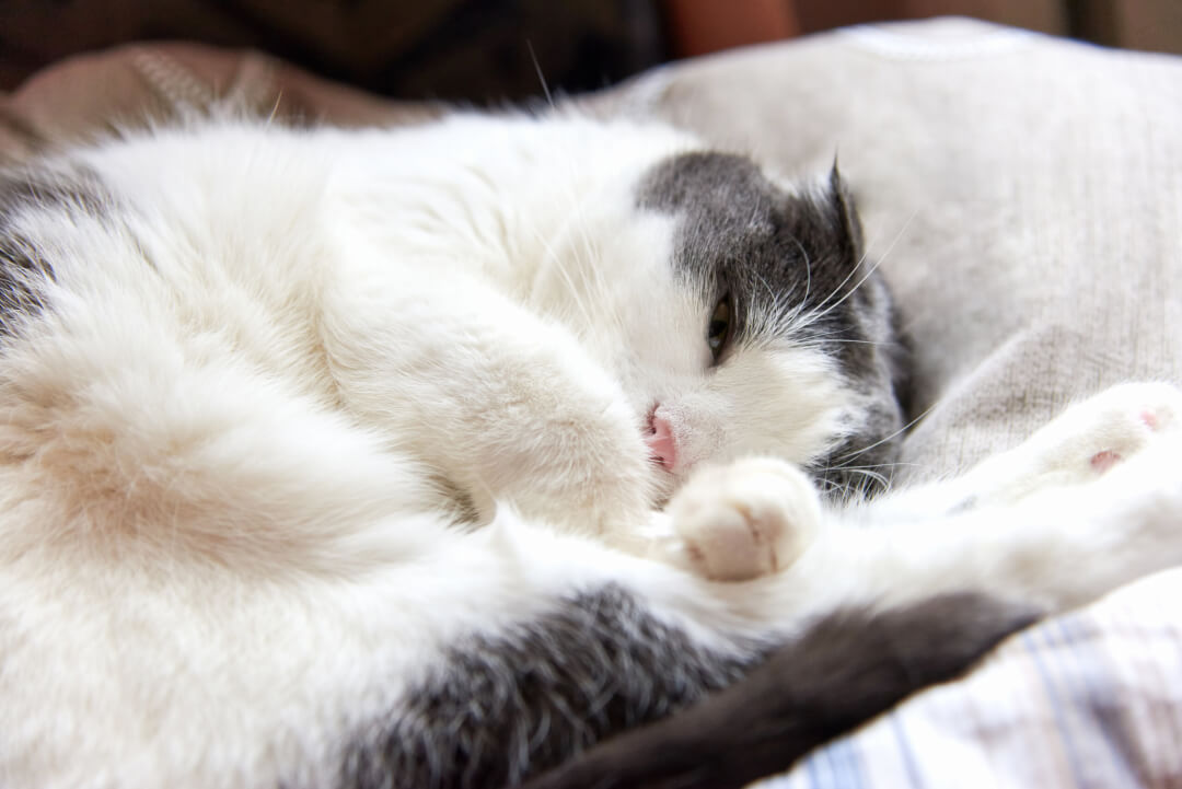 Kattentaal begrijpen - hoe je het gedrag van je kat interpreteert | Cat ...