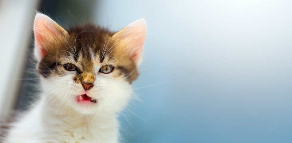 Kattentaal begrijpen - hoe je het gedrag van je kat interpreteert | Cat ...