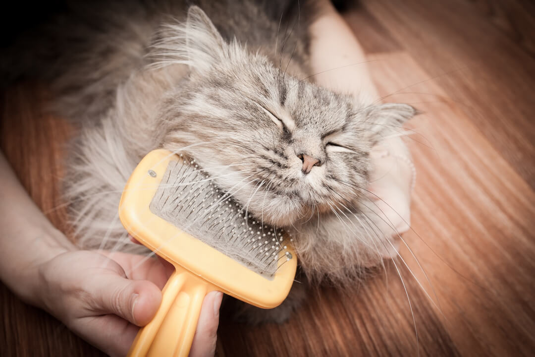 Langharige katten: hoe u voor hun vacht moet zorgen | Cat’s Best