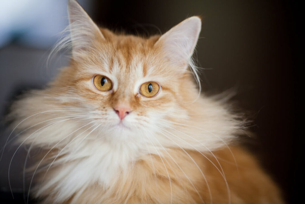 hoe groot wordt een maine coon | Maine Coon cattery Millbridge