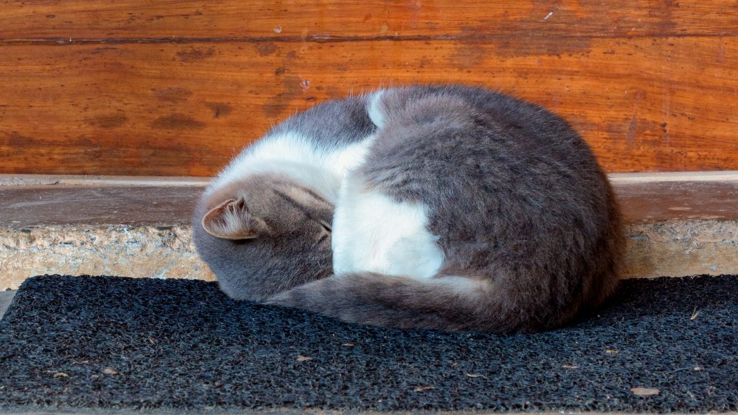 Waar katten slapen en in welke positie? - Begrijpen hoe katten slapen ...